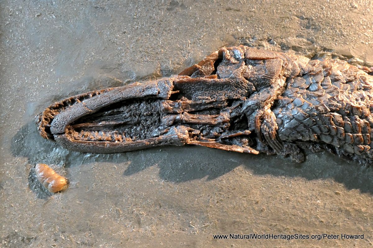 Messel Pit Fossil Site | Natural World Heritage Sites