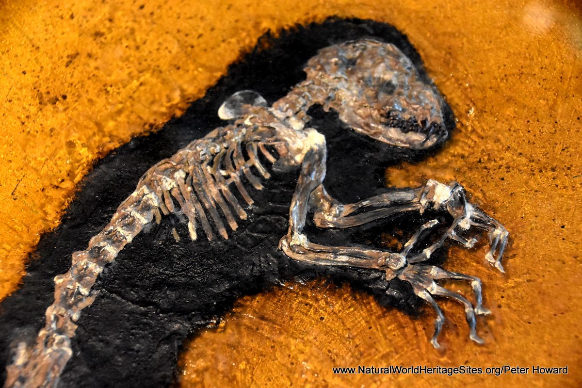 Messel Pit Fossil Site | Natural World Heritage Sites