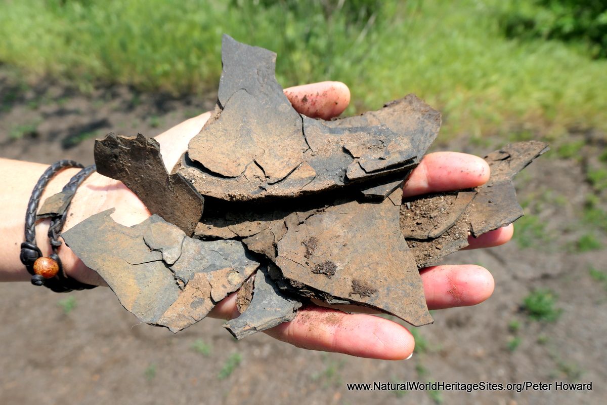 Messel Pit Fossil Site | Natural World Heritage Sites