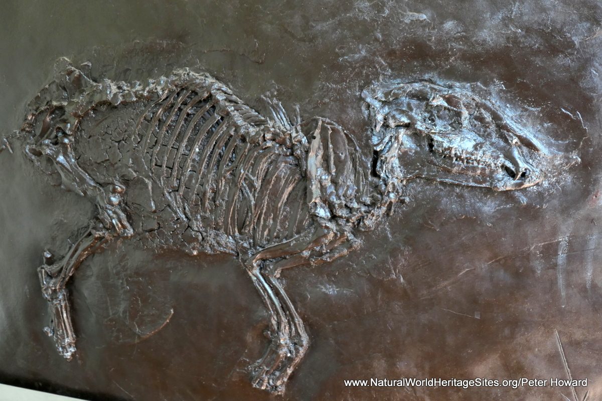 Messel Pit Fossil Site | Natural World Heritage Sites