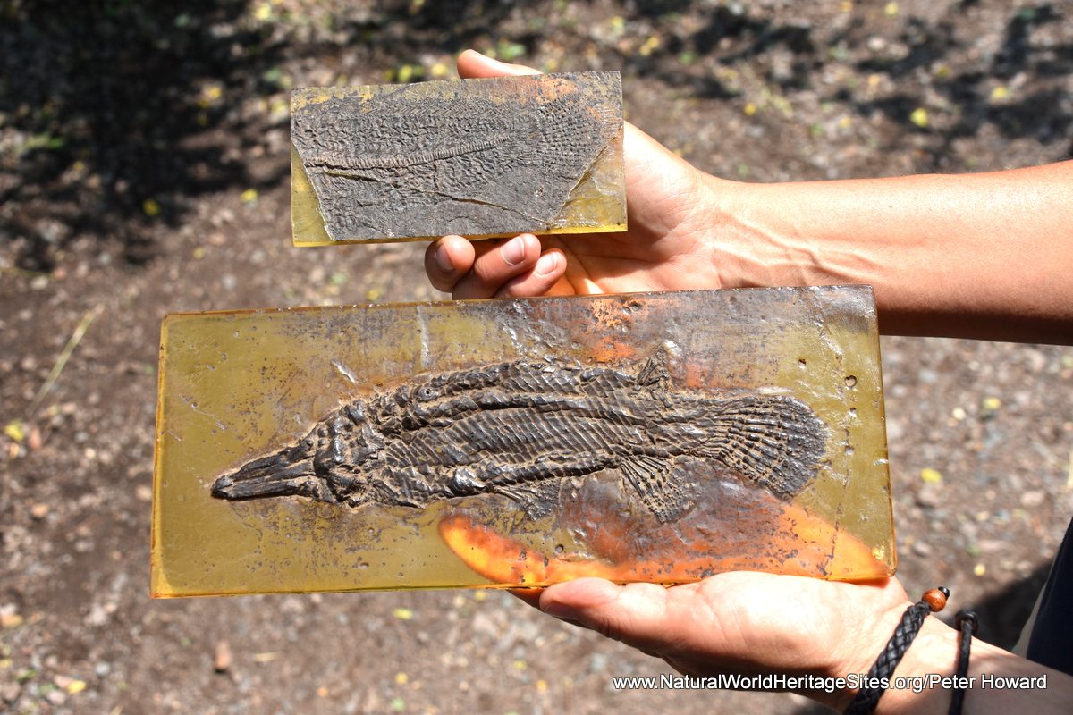 Messel Pit Fossil Site | Natural World Heritage Sites