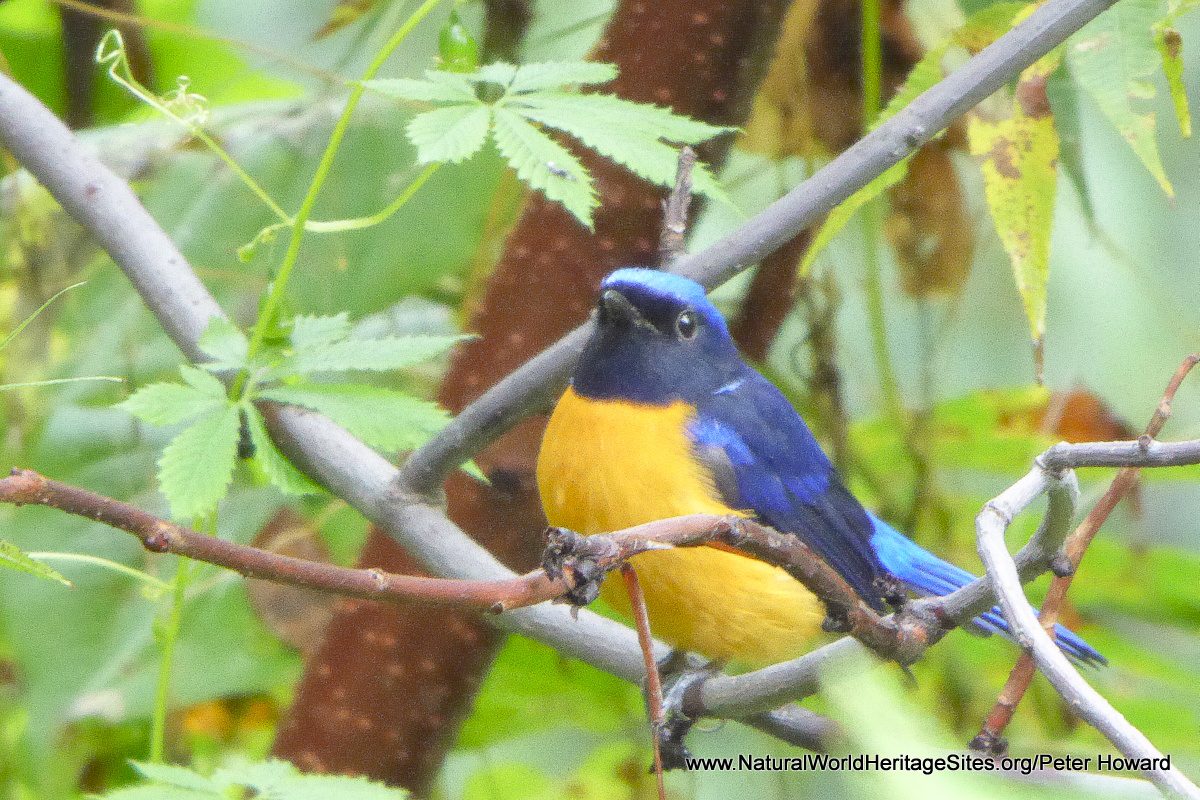 Nanda Devi National Park Animals