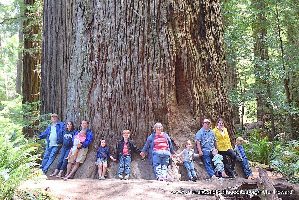 Redwood National Park AVENUE OF THE GIANTS (Helpful Tips + Video)