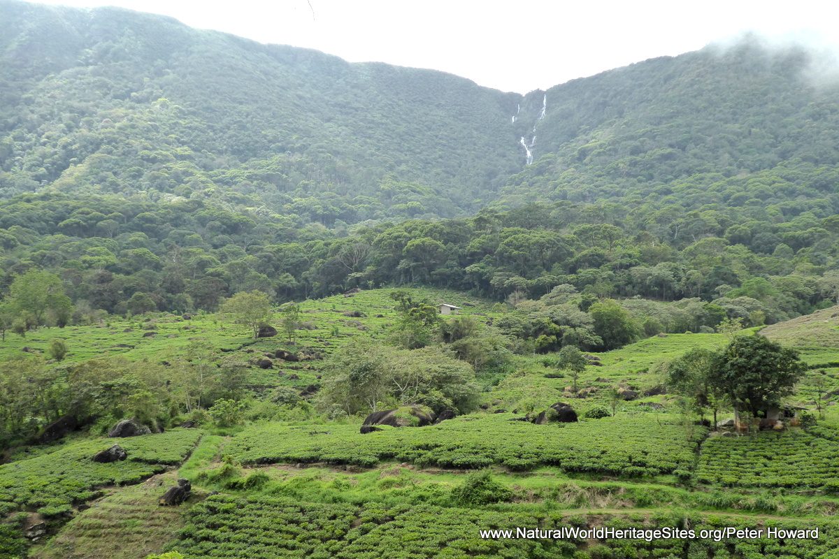 Sinharaja Forest Reserve | Natural World Heritage Sites