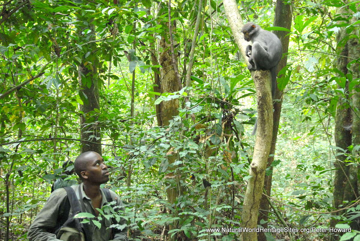 Tai Forest National Park Thailand Rainforest, Wildlife, Mangroves