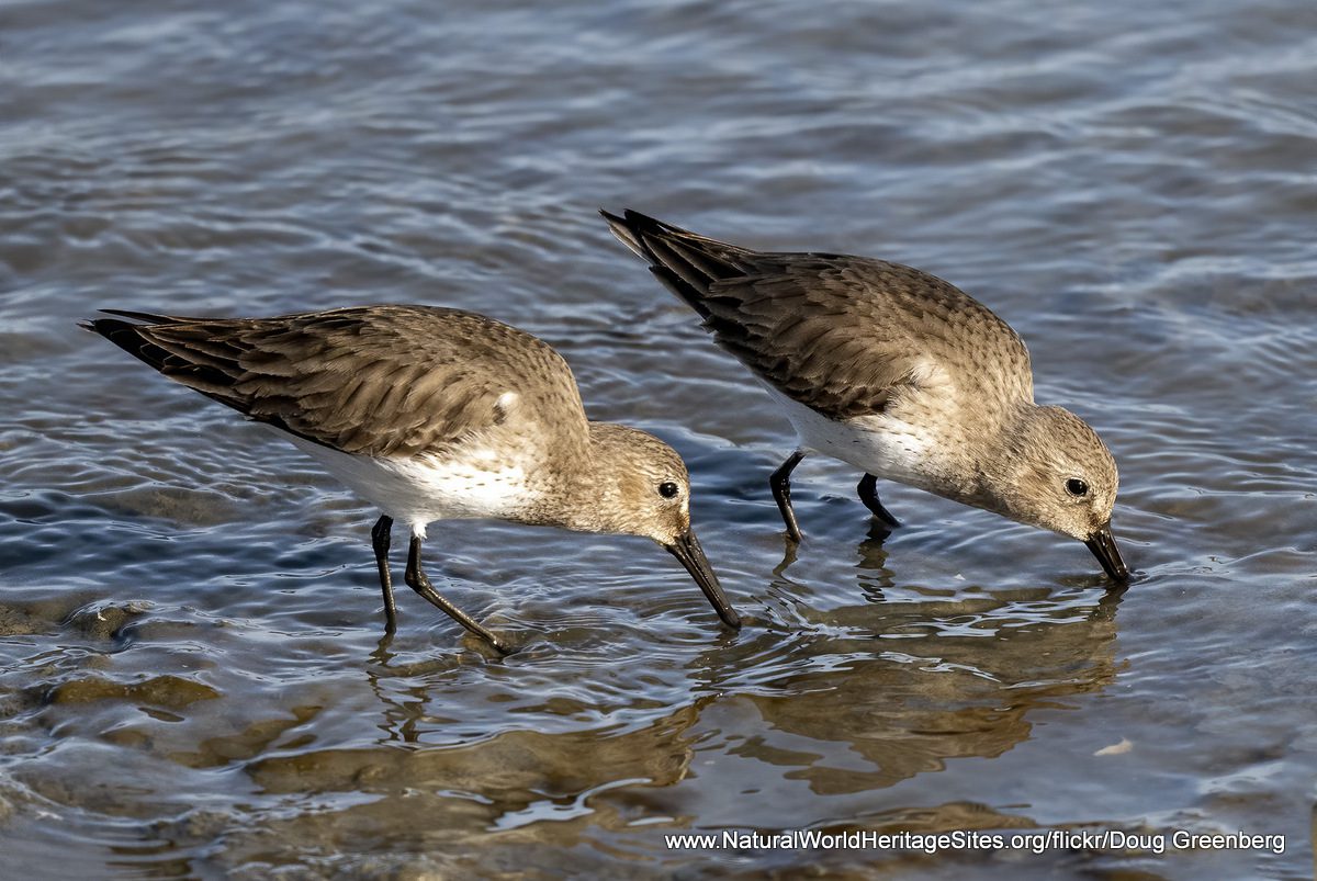 Wadden Sea | Natural World Heritage Sites