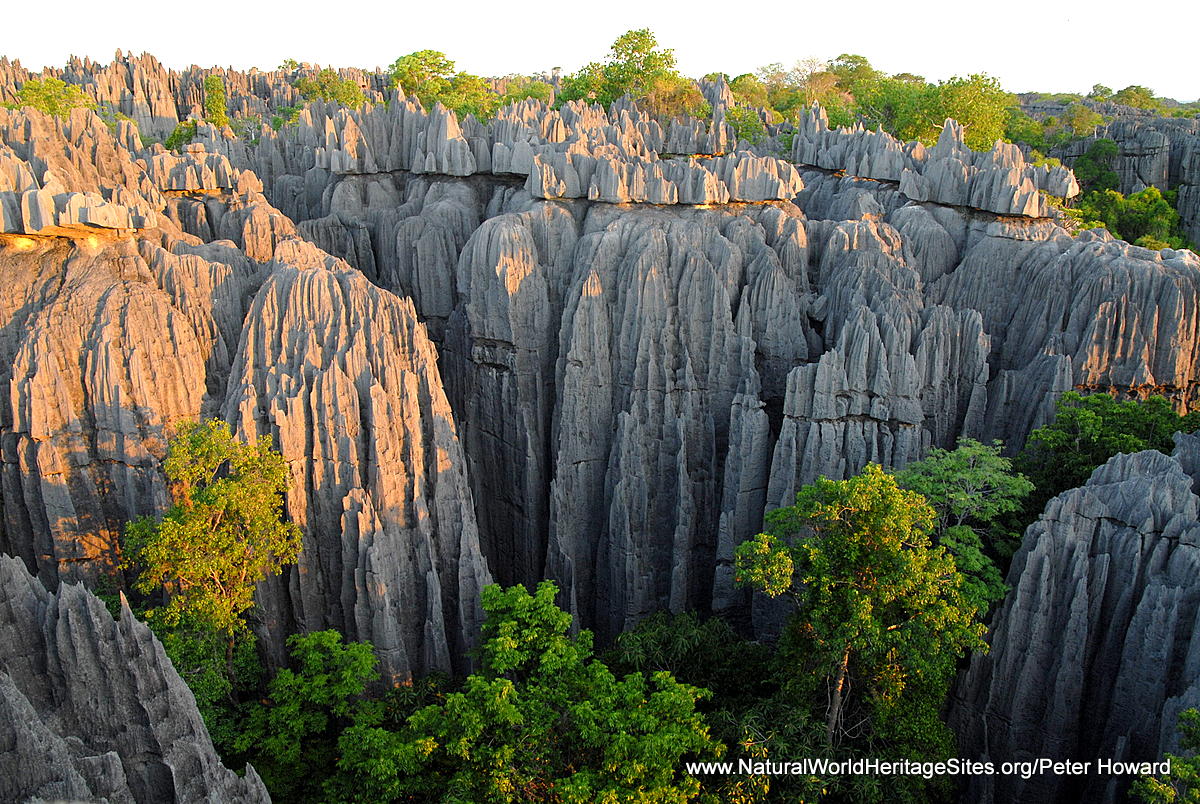 Tsingy De Bemaraha National Park New Species