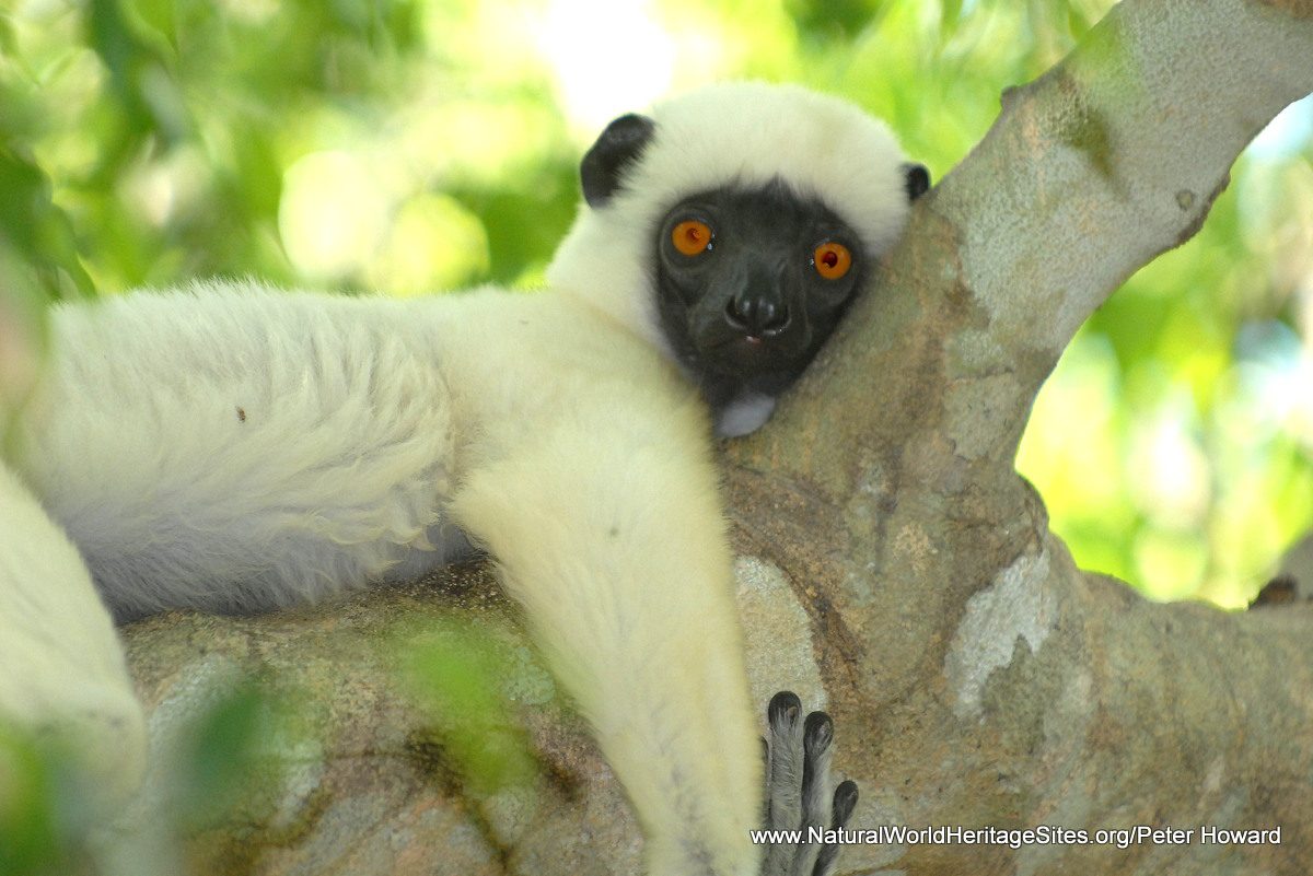 Tsingy De Bemaraha Animals
