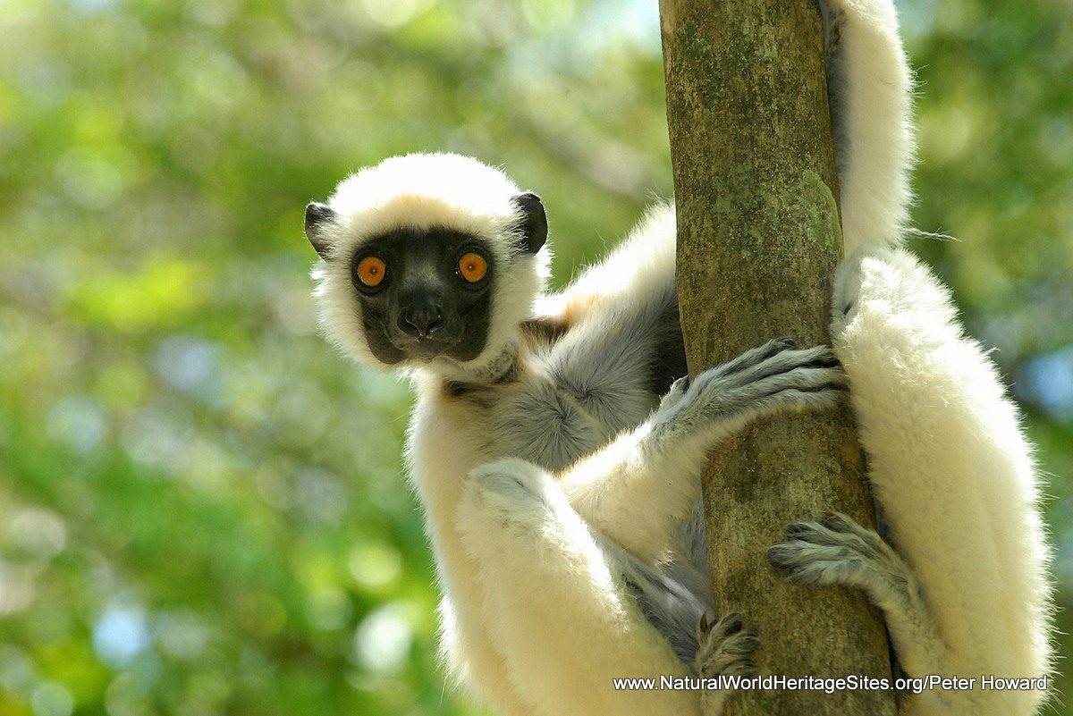 Tsingy De Bemaraha Animals