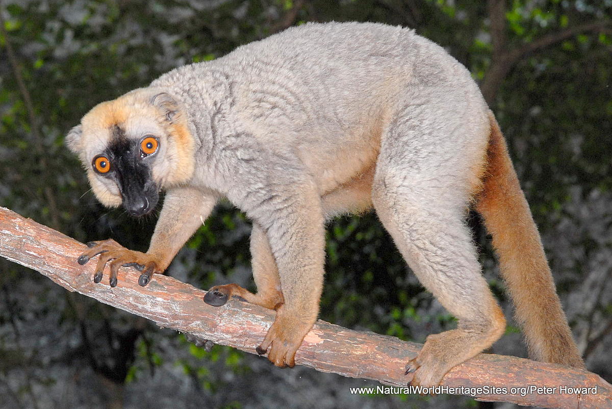 Tsingy De Bemaraha Animals