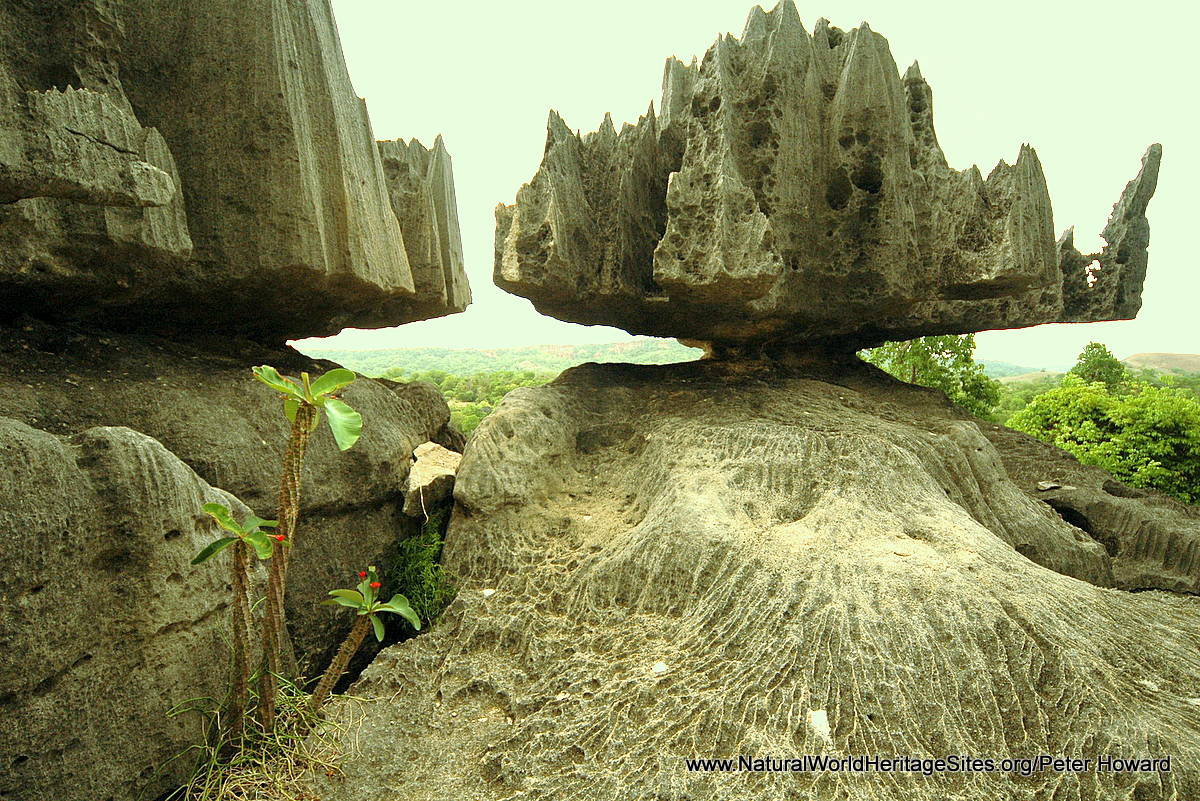 Tsingy De Bemaraha Animals