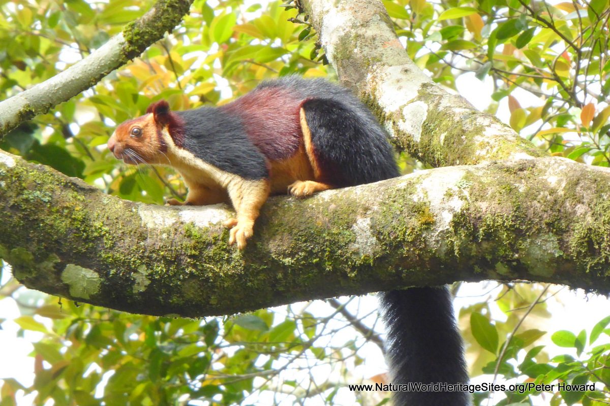 Western Ghats Animals